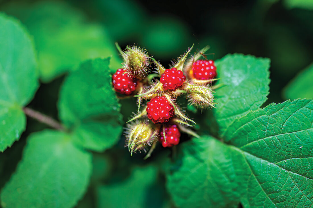 All About Rubus Berries - Grit